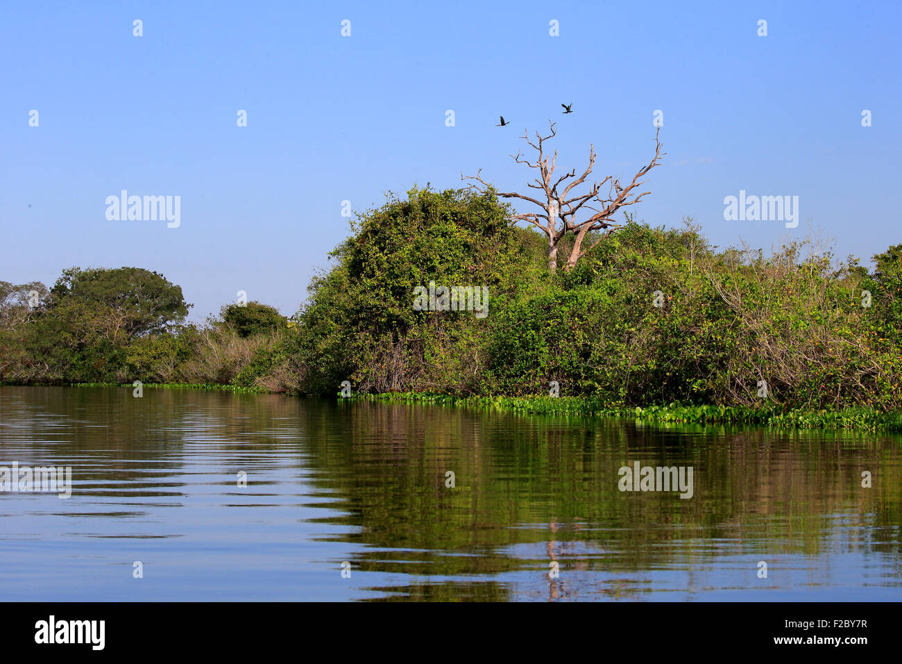 Rio Claro Pantanal, river, river landscape, Pantanal, Mato Grosso ...