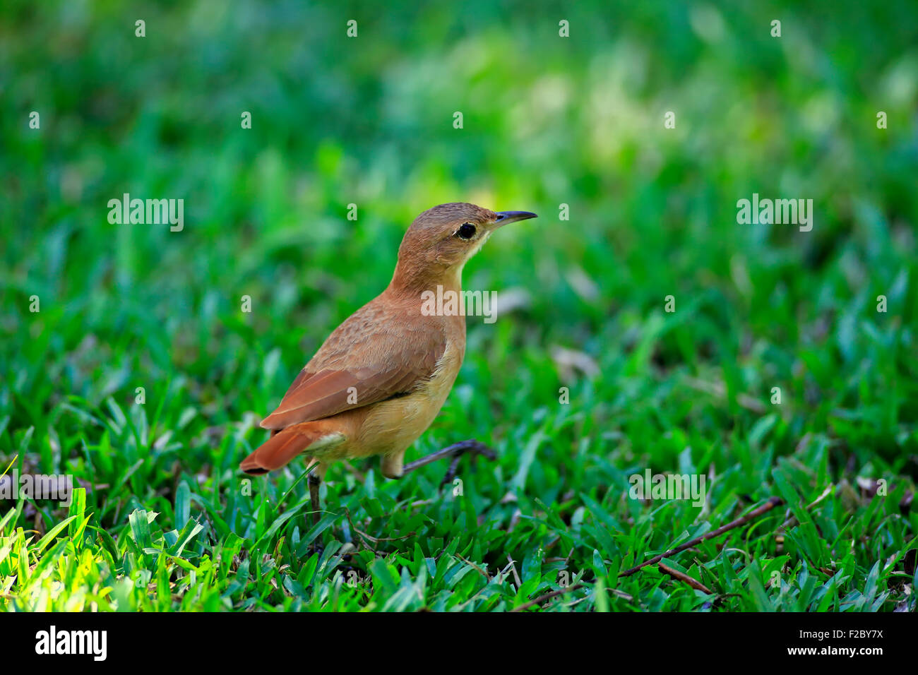Rufous Hornero (Furnarius rufus), adult, foraging, Pantanal, Mato ...