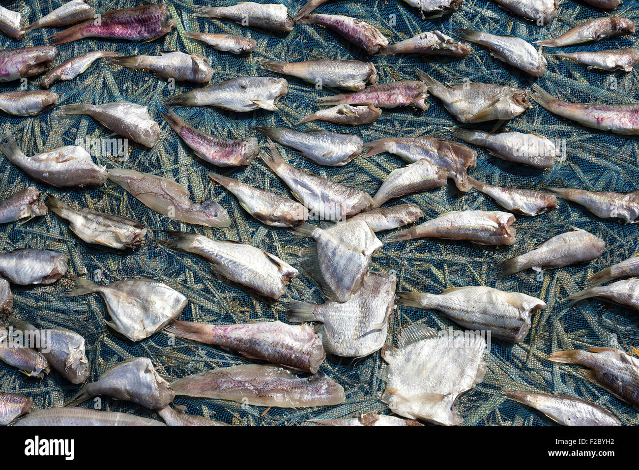 Fish laid out to dry, beach of the fishing village of Ngapali, Thandwe ...