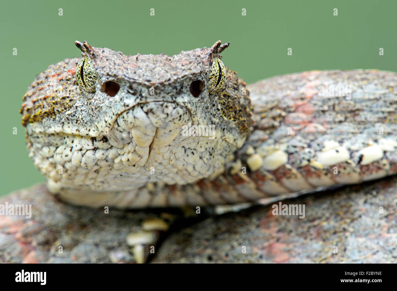 Eyelash viper (Bothriechis schlegelii), adult, poisonous, portrait ...