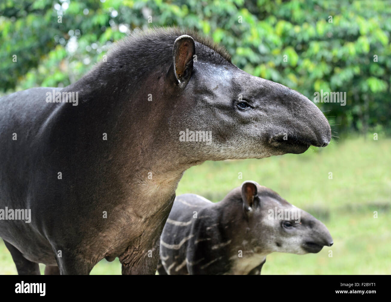 South American tapir (Tapirus terrestris), female with young, tapir ...
