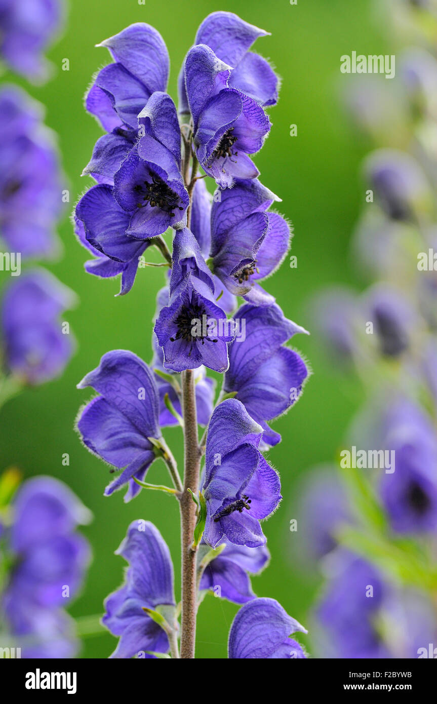 Monkshood hi-res stock photography and images - Alamy