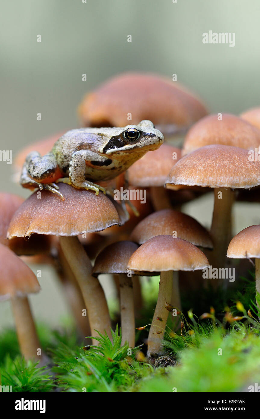 Frog mushroom hi-res stock photography and images - Alamy
