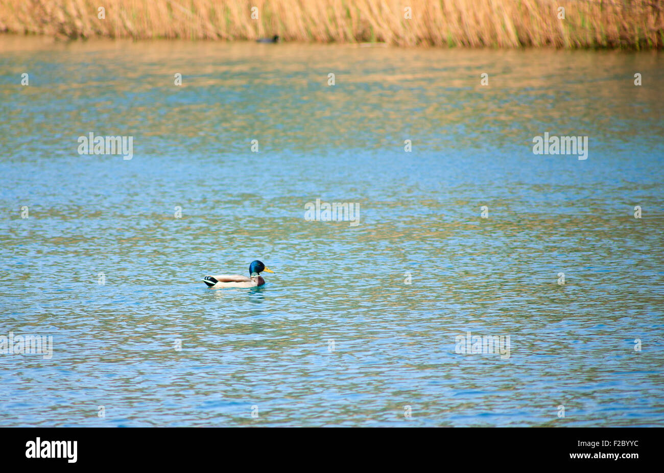Timavo River High Resolution Stock Photography and Images - Alamy