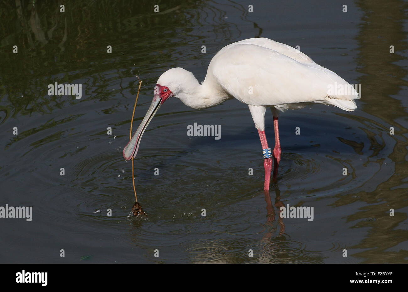 African spoonbill (Platalea alba Stock Photo - Alamy