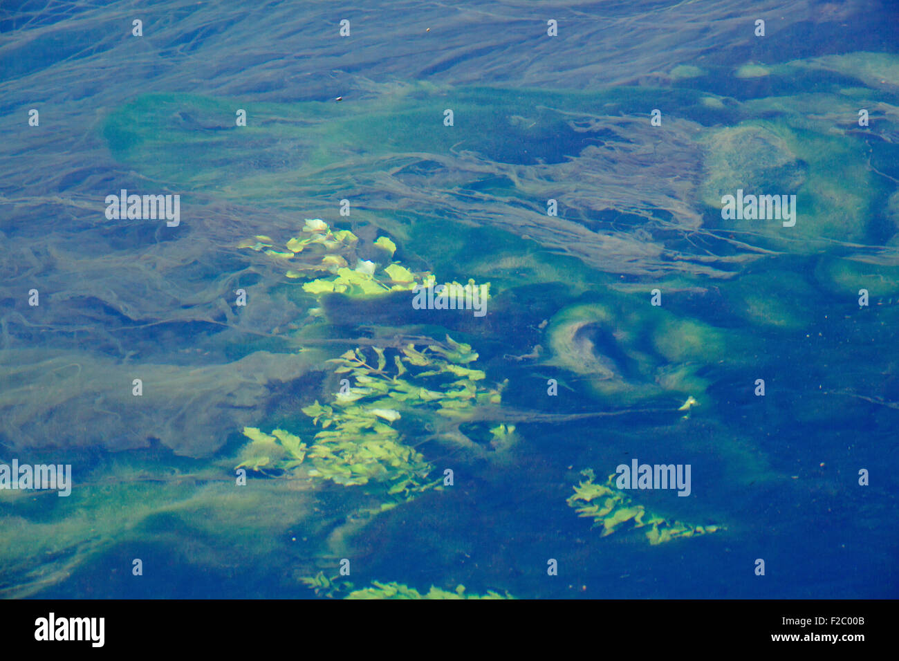 Algae and other vegetation floating on water Stock Photo - Alamy