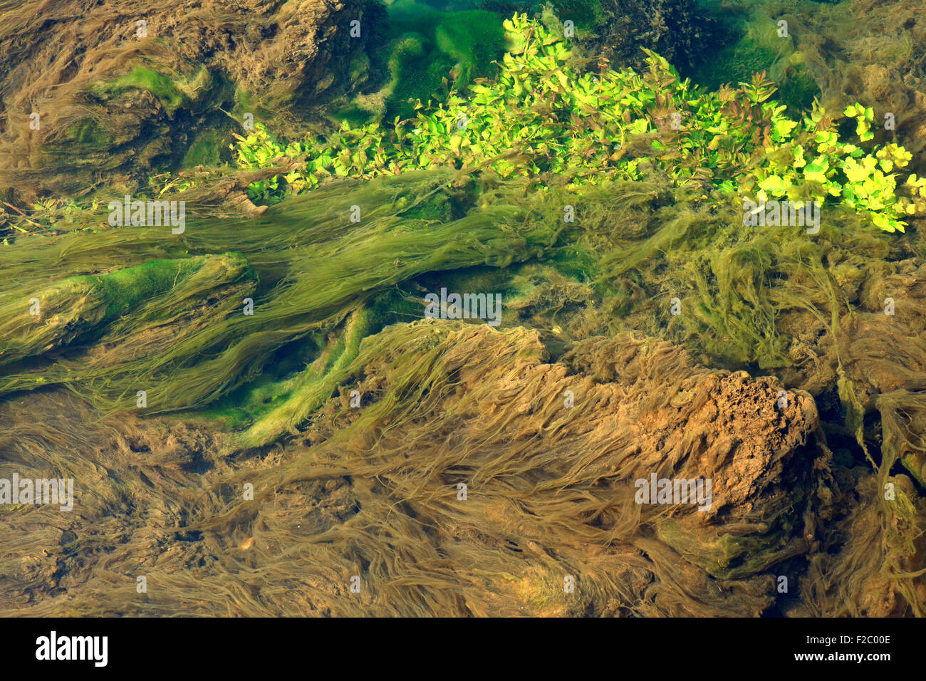 Algae and other vegetation floating on water Stock Photo - Alamy