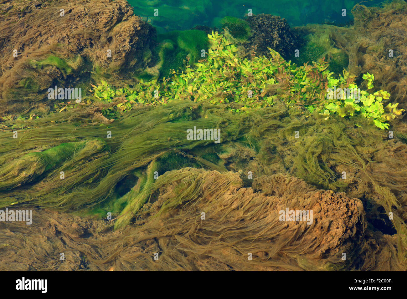 Algae and other vegetation floating on water Stock Photo - Alamy
