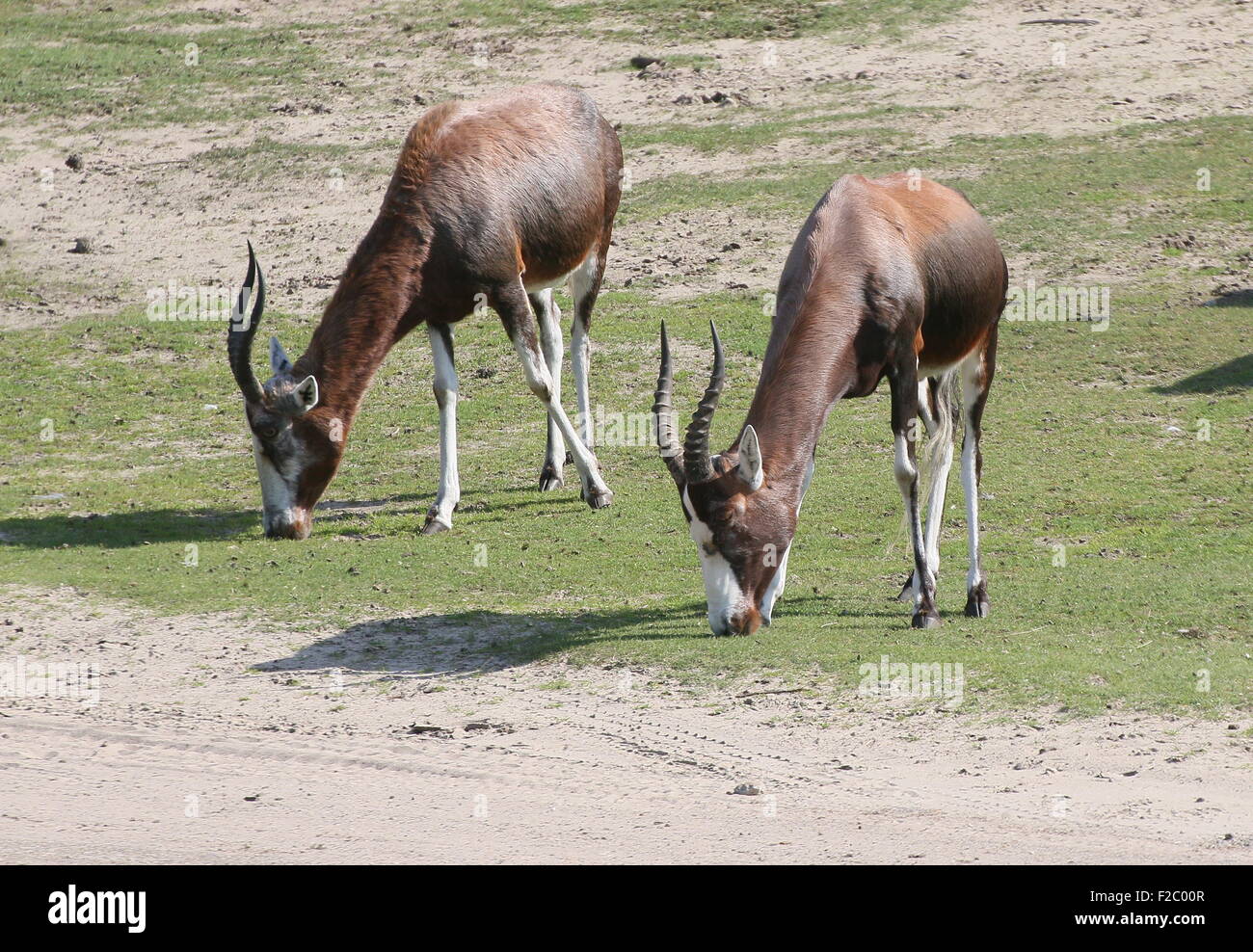 Blesboks hi-res stock photography and images - Alamy