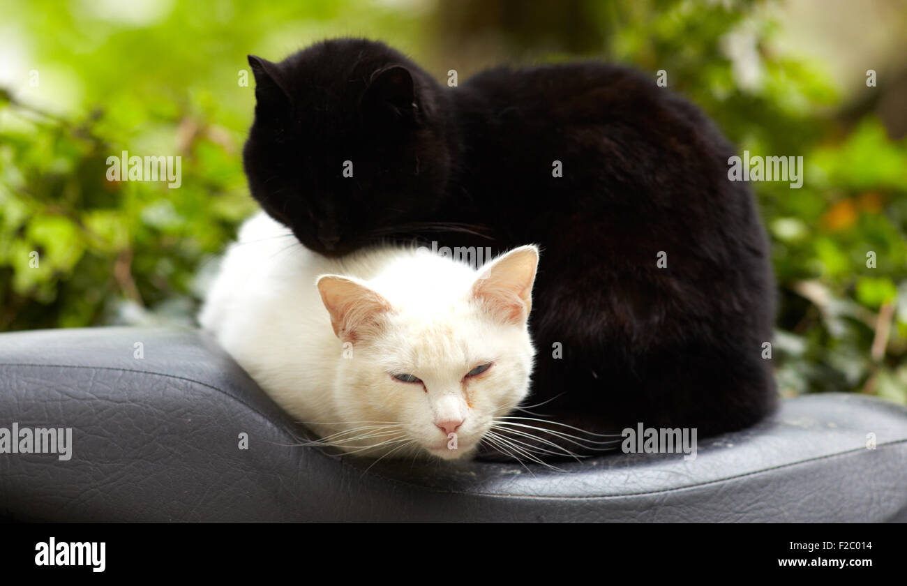 Photo of Beautiful black and white cats Stock Photo - Alamy