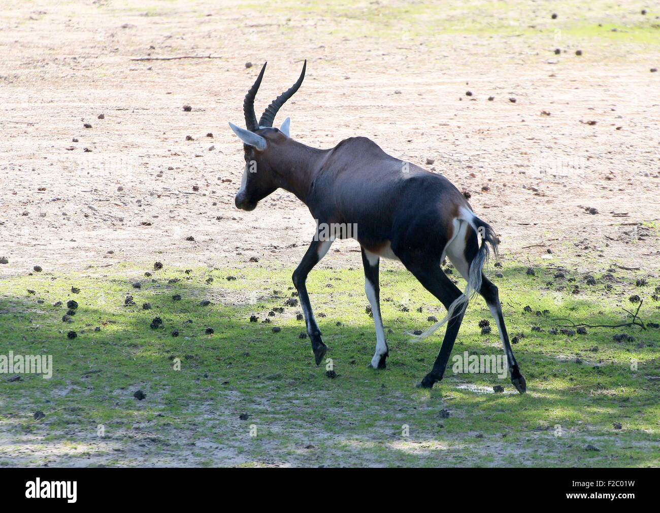 Mature South African Blesbok or Blesbuck antelope (Damaliscus pygargus ...