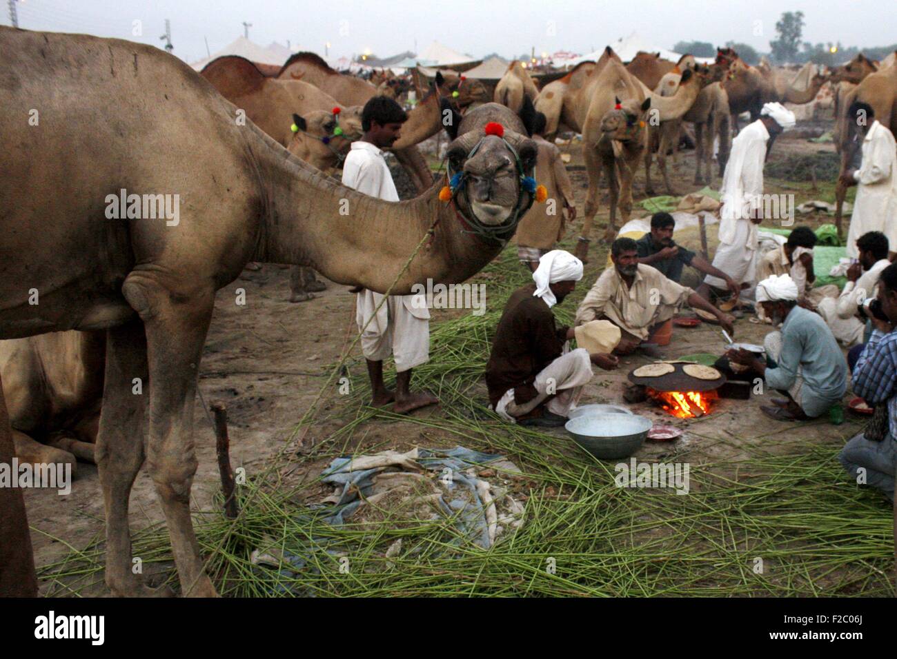 Camels lahore hi-res stock photography and images - Alamy