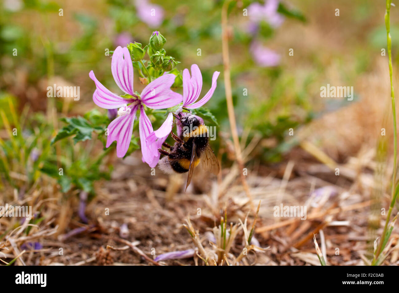 A Bee on a mallow Stock Photo - Alamy
