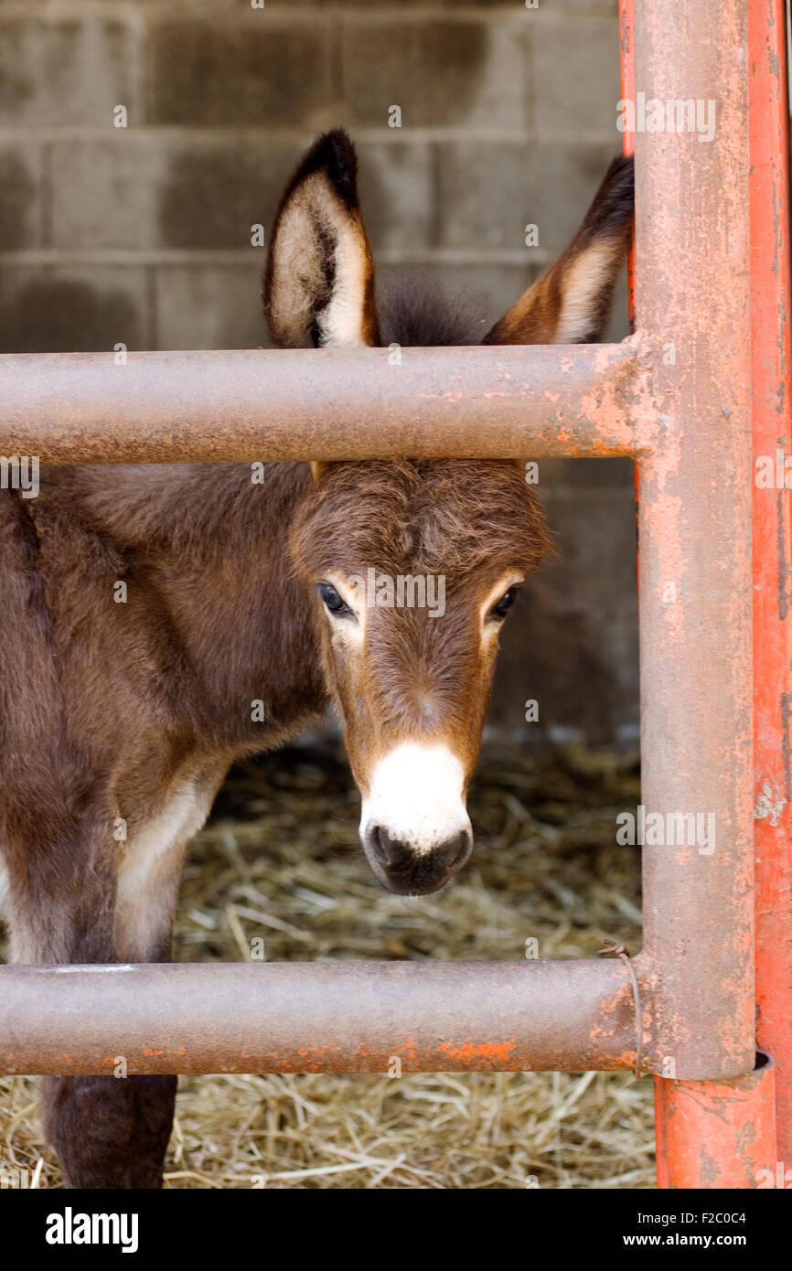 Young donkey behind the bars in the farm Stock Photo - Alamy