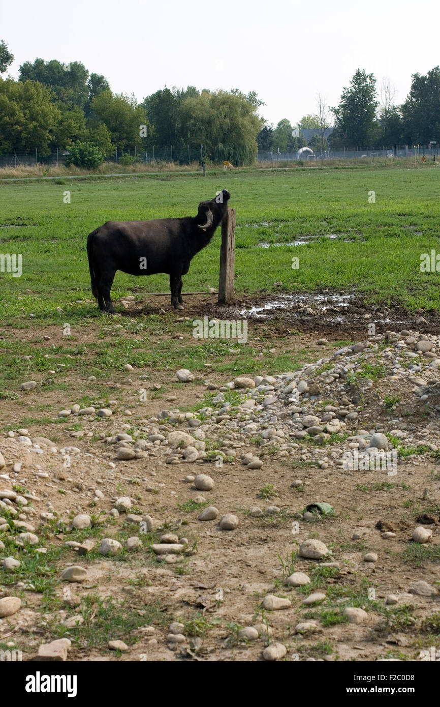 Buffalo that scratching on a wooden pole Stock Photo - Alamy