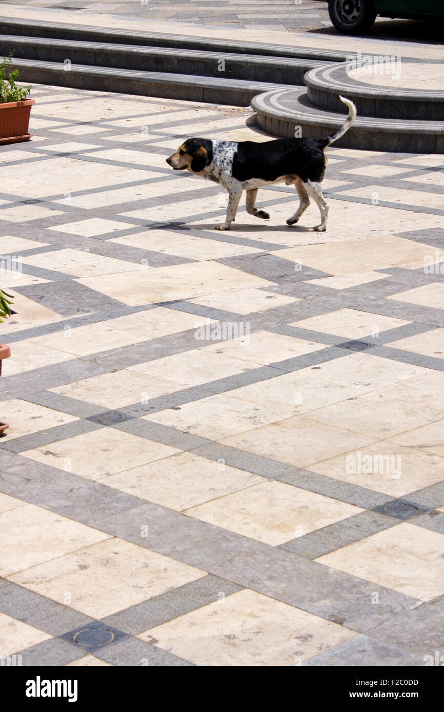 Dog on square hi-res stock photography and images - Alamy