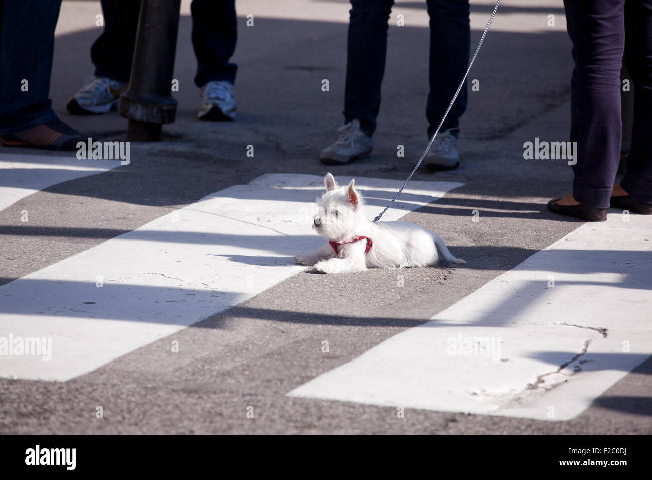 A dog on pedestrian crossing Stock Photo - Alamy