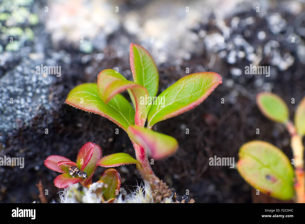 Arctic prairie plants - backgrounds of polar bald mountain macro ...