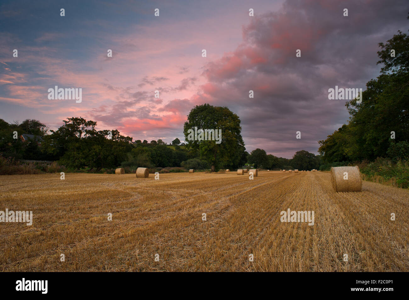 Field of hay bales, summer sunset landscape Stock Photo - Alamy