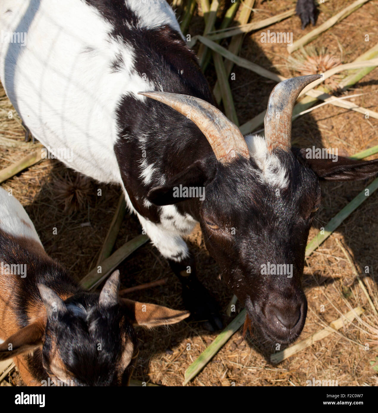 Young Goats in the farm Stock Photo - Alamy