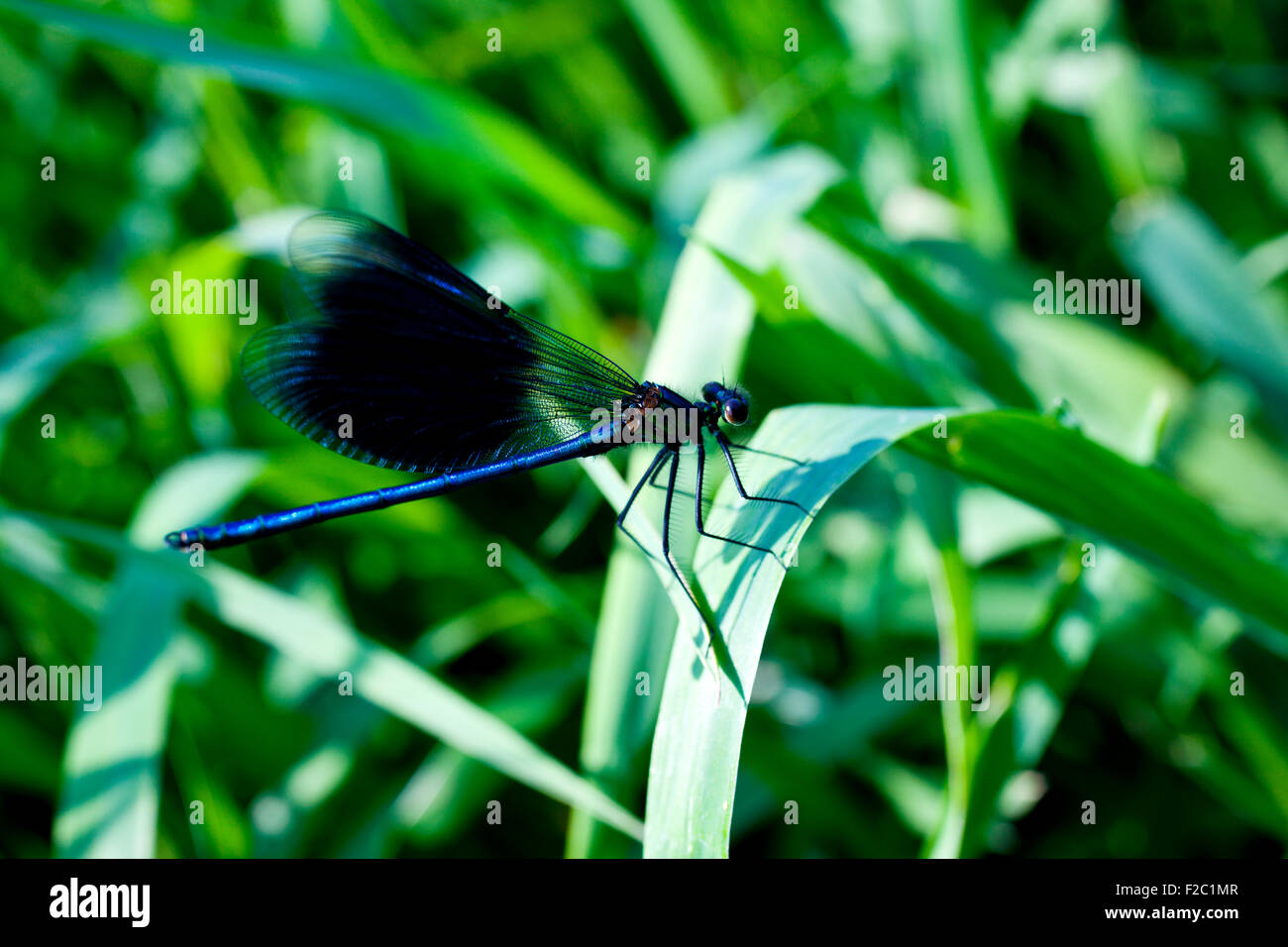 Female blue winged leaf bird hi-res stock photography and images - Alamy