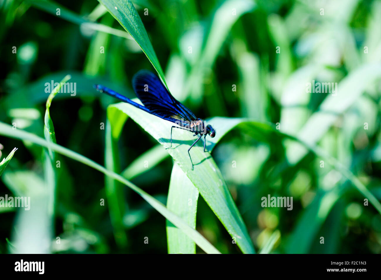 Female blue winged leaf bird hi-res stock photography and images - Alamy