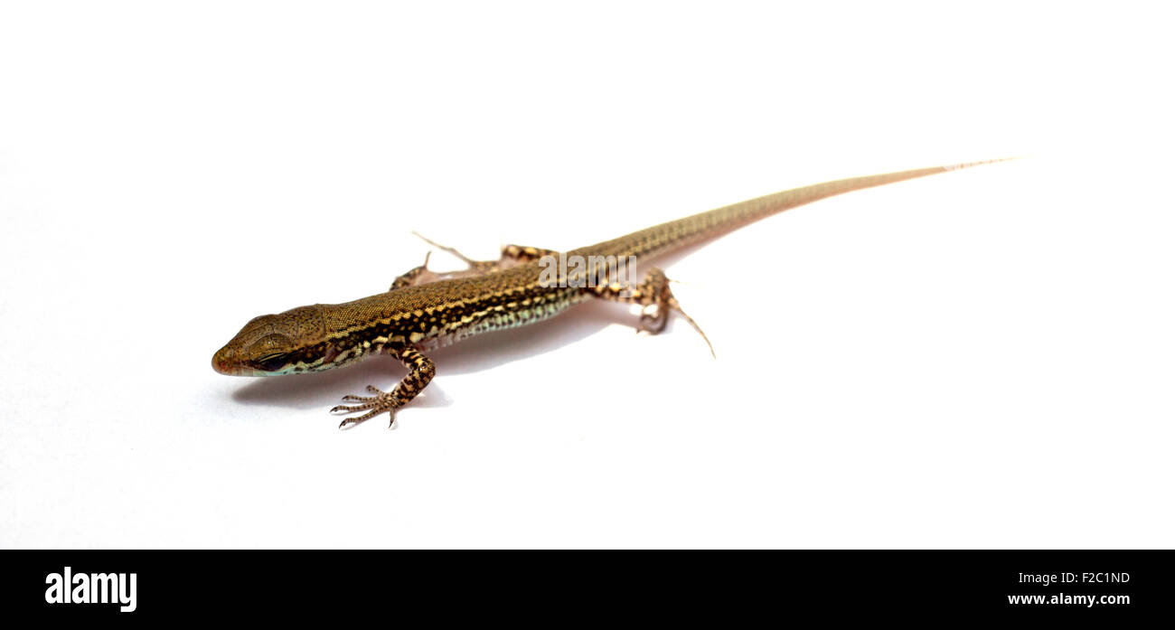 Lizard on a white background Stock Photo - Alamy