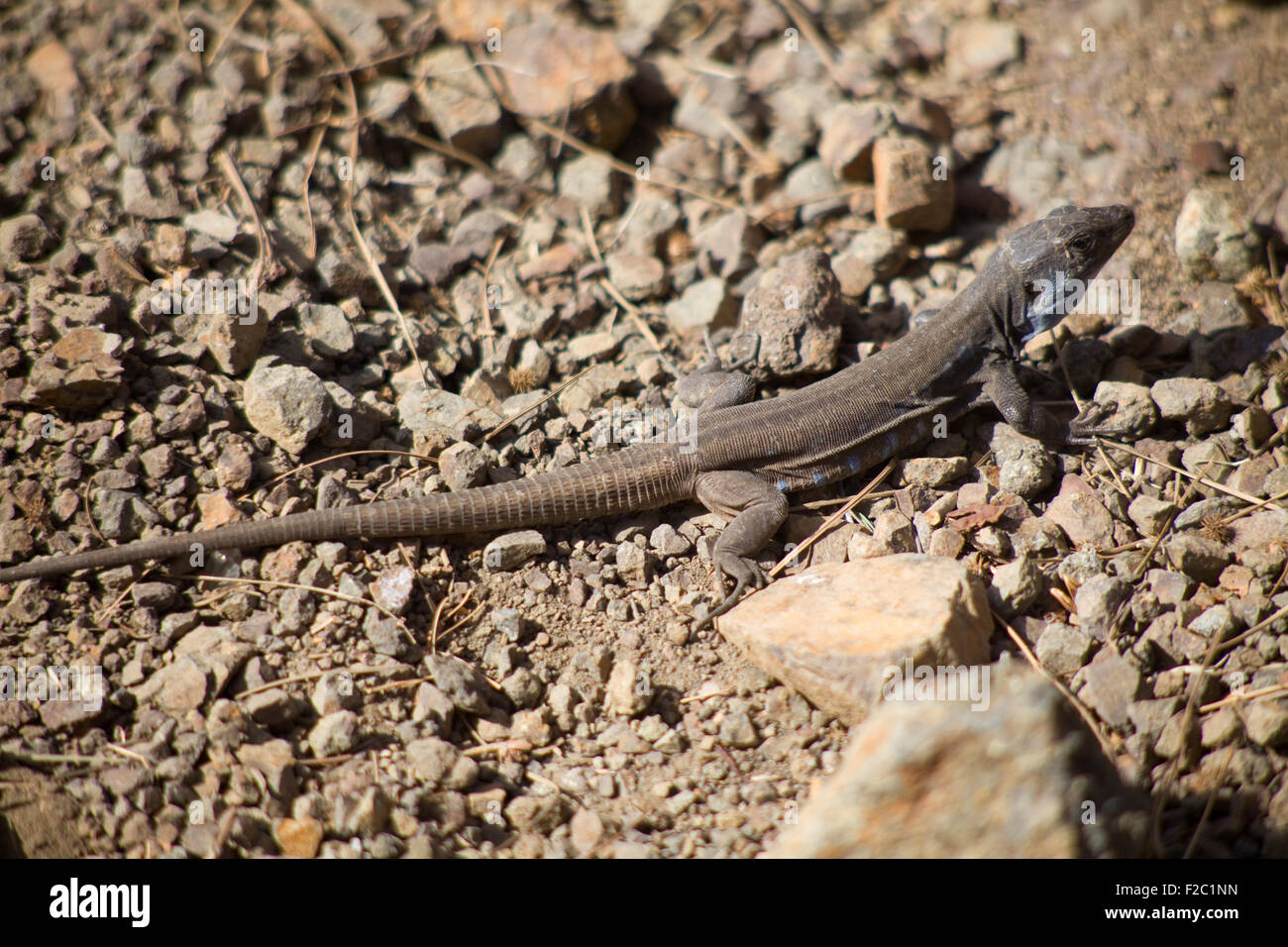 Lizard at Caldera de Taburiente National Park, La Palma, Canary Islands ...