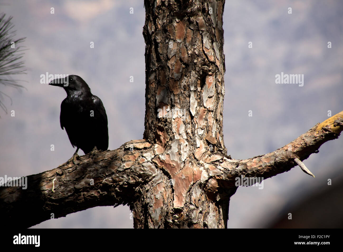 Raven at the National Park of Caldera de Taburiente, La Palma, Canary ...