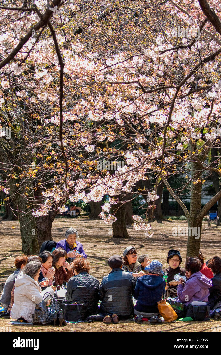Hanami fest hi-res stock photography and images - Alamy