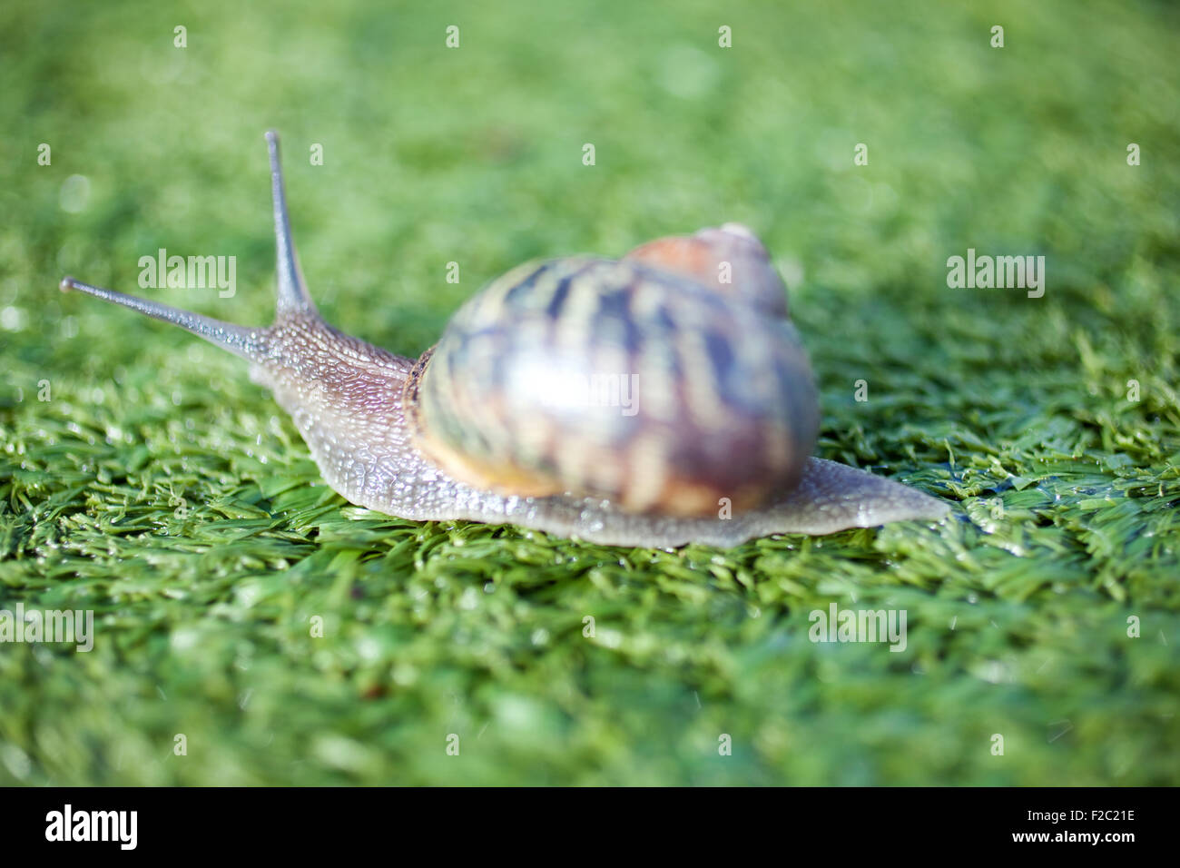 Artificial snail hi-res stock photography and images - Alamy