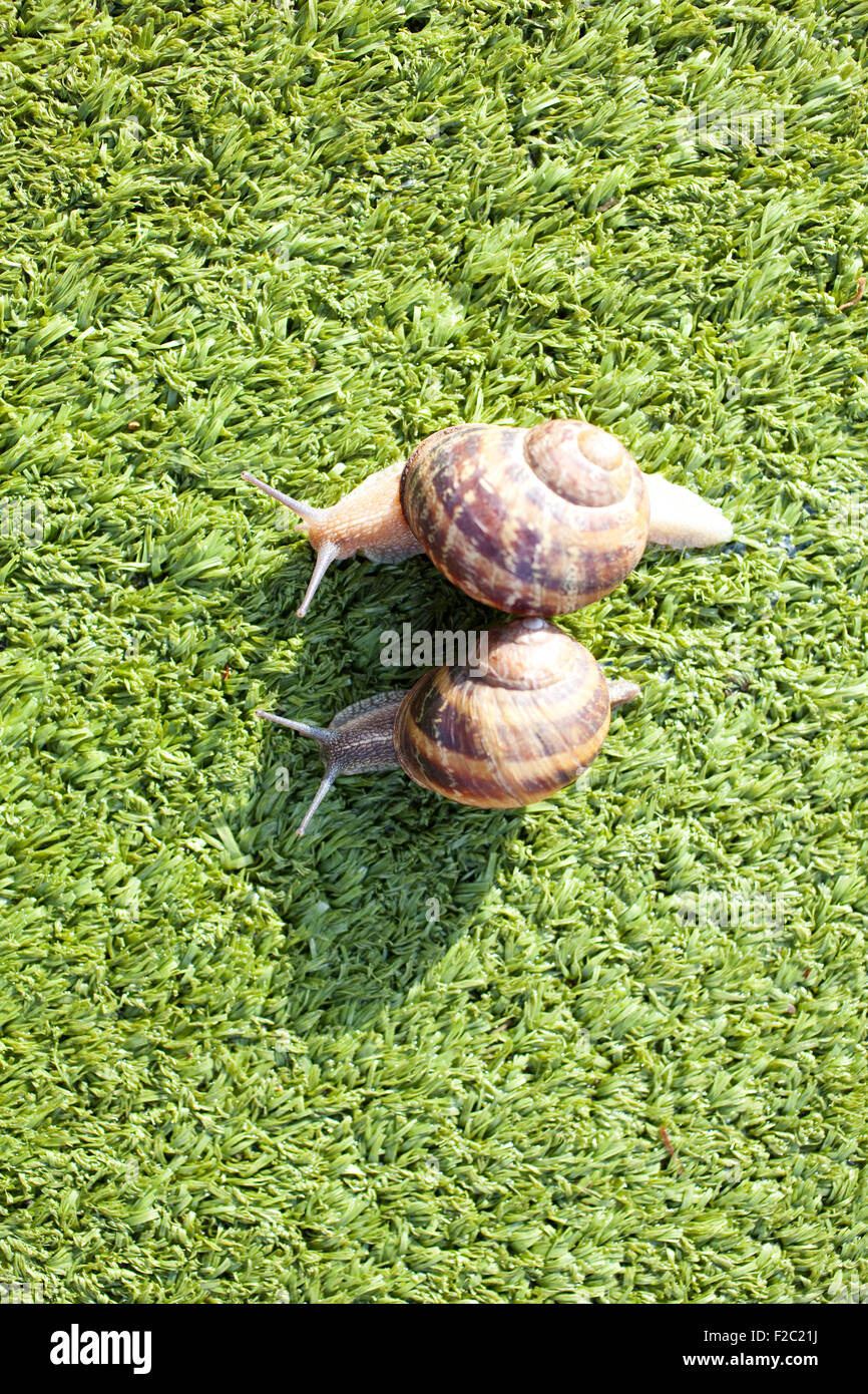 Snails on artificial grass Stock Photo - Alamy