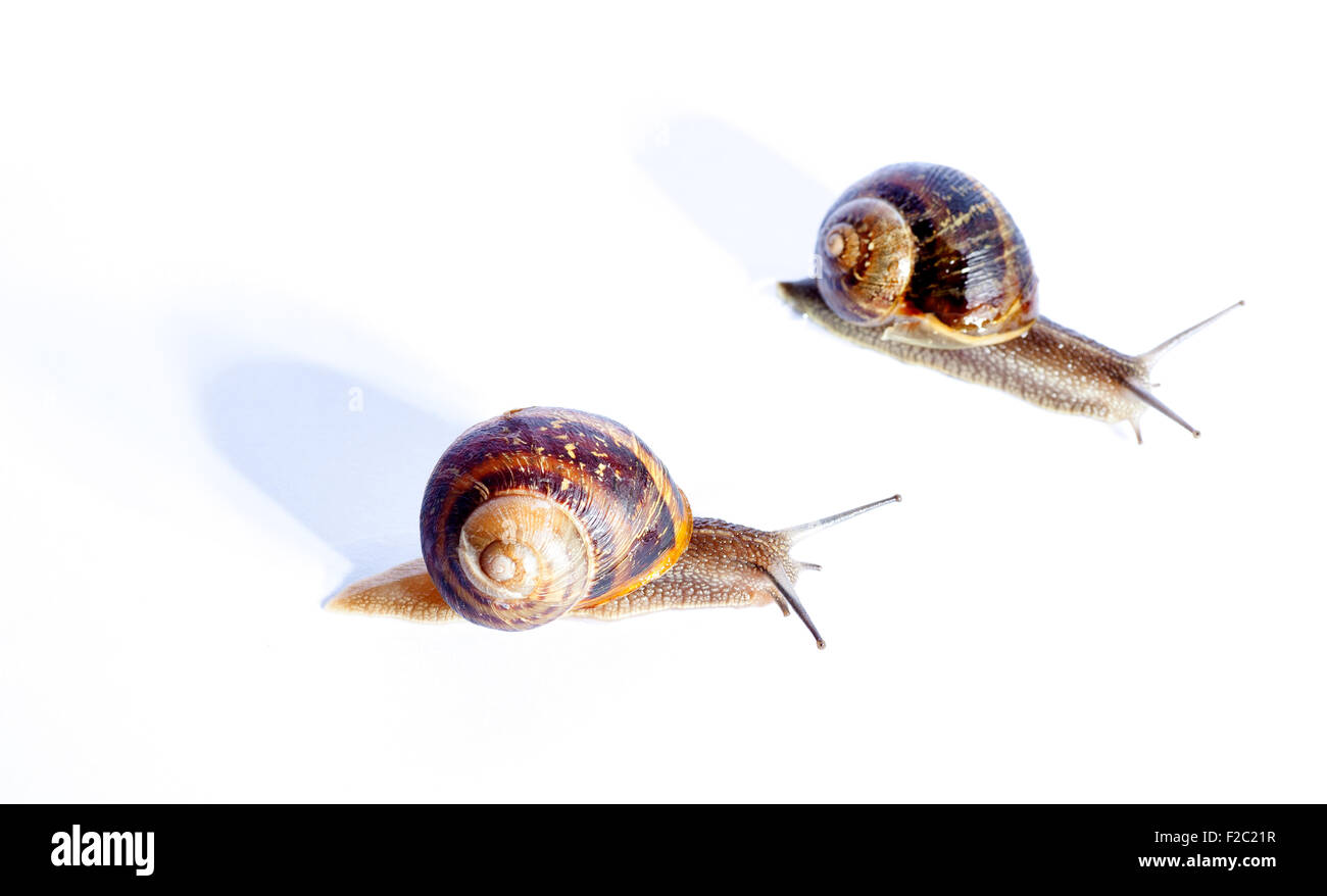 Snails isolated on white background Stock Photo - Alamy