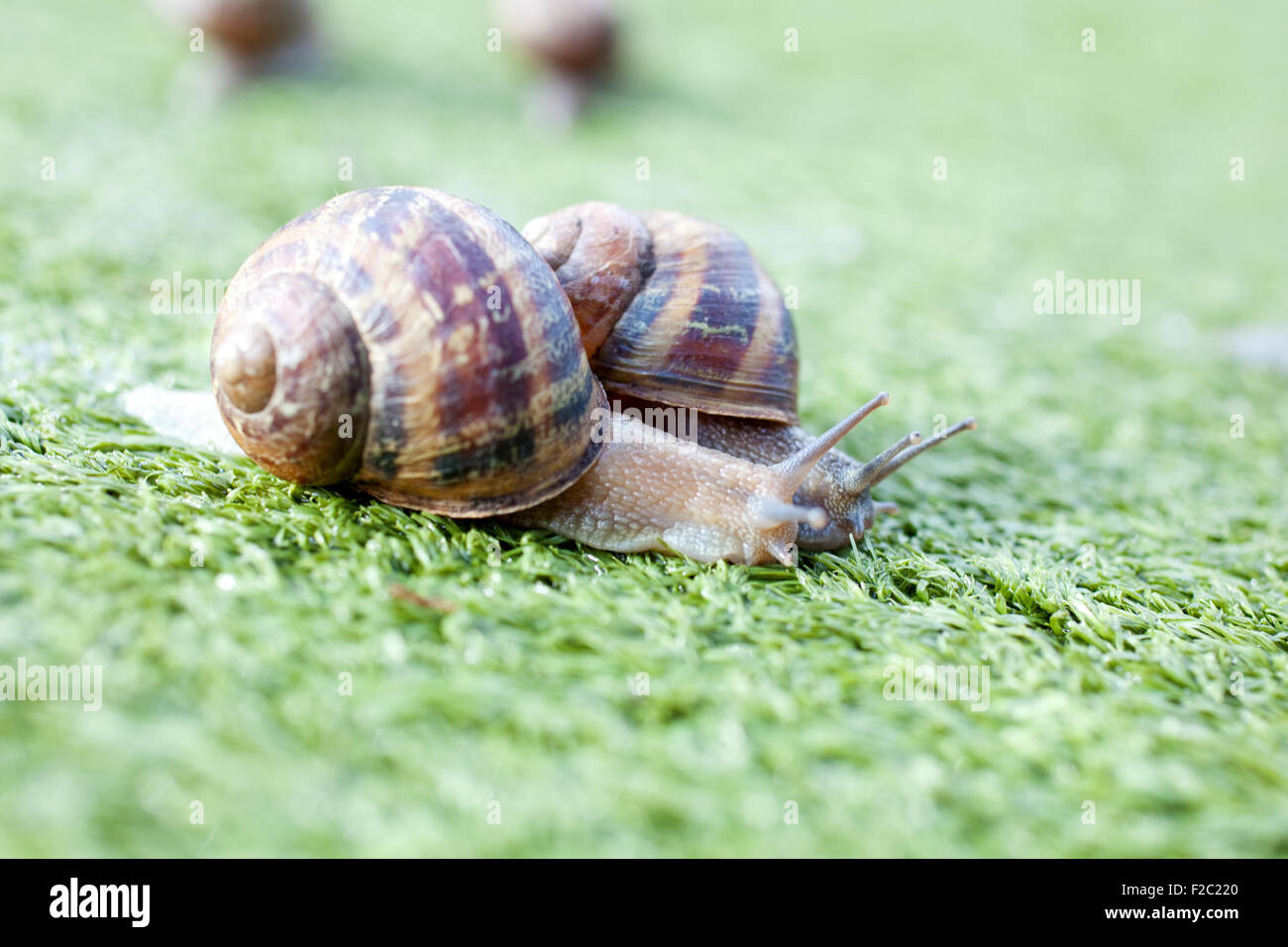 Snails on artificial grass Stock Photo - Alamy