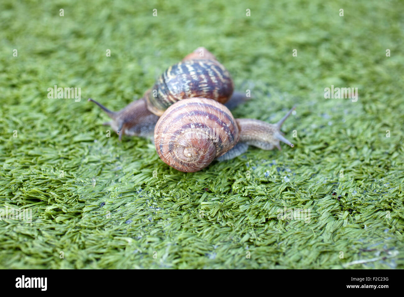 Snails on artificial grass Stock Photo - Alamy