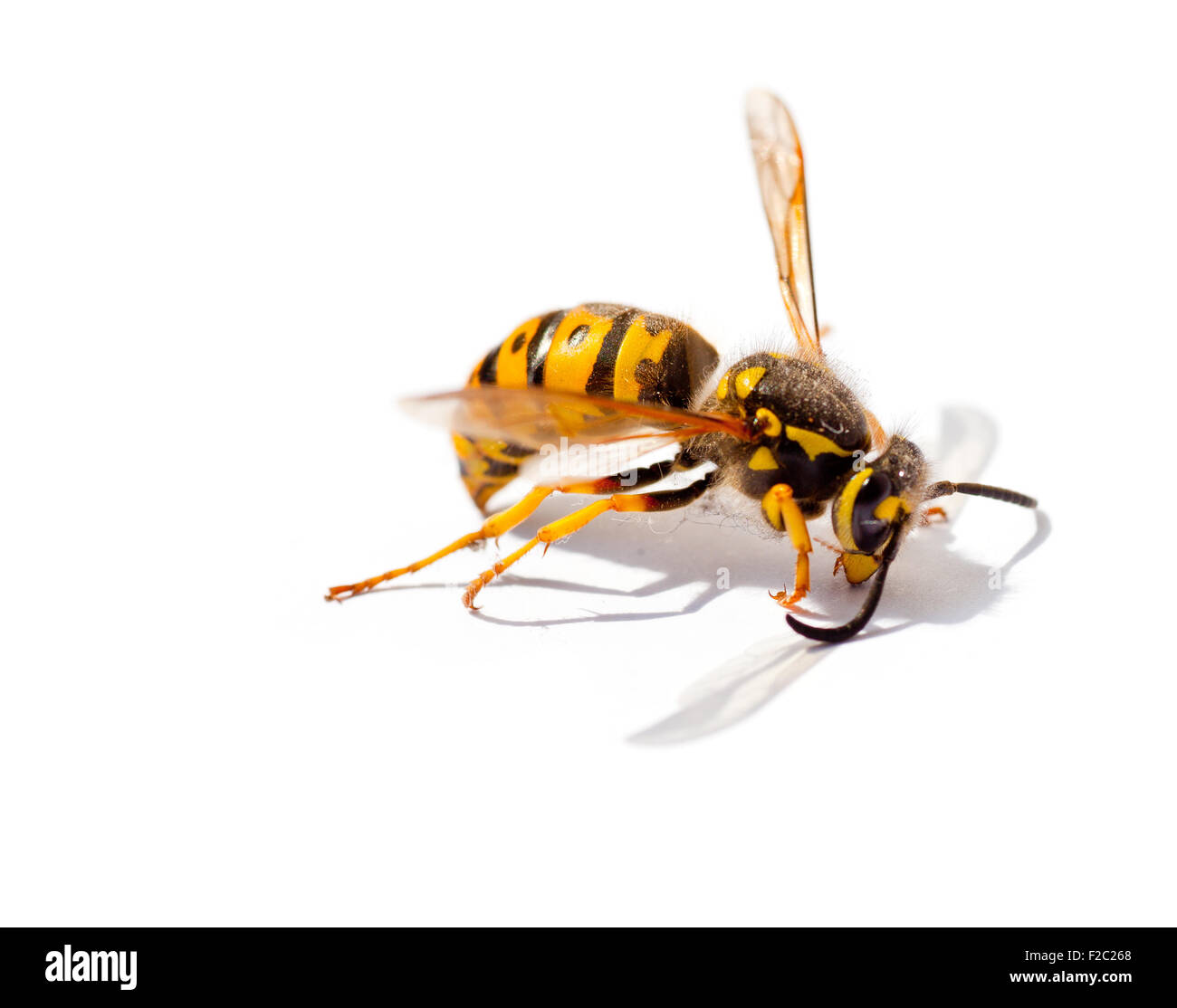 Wasp isolated on a white background Stock Photo - Alamy