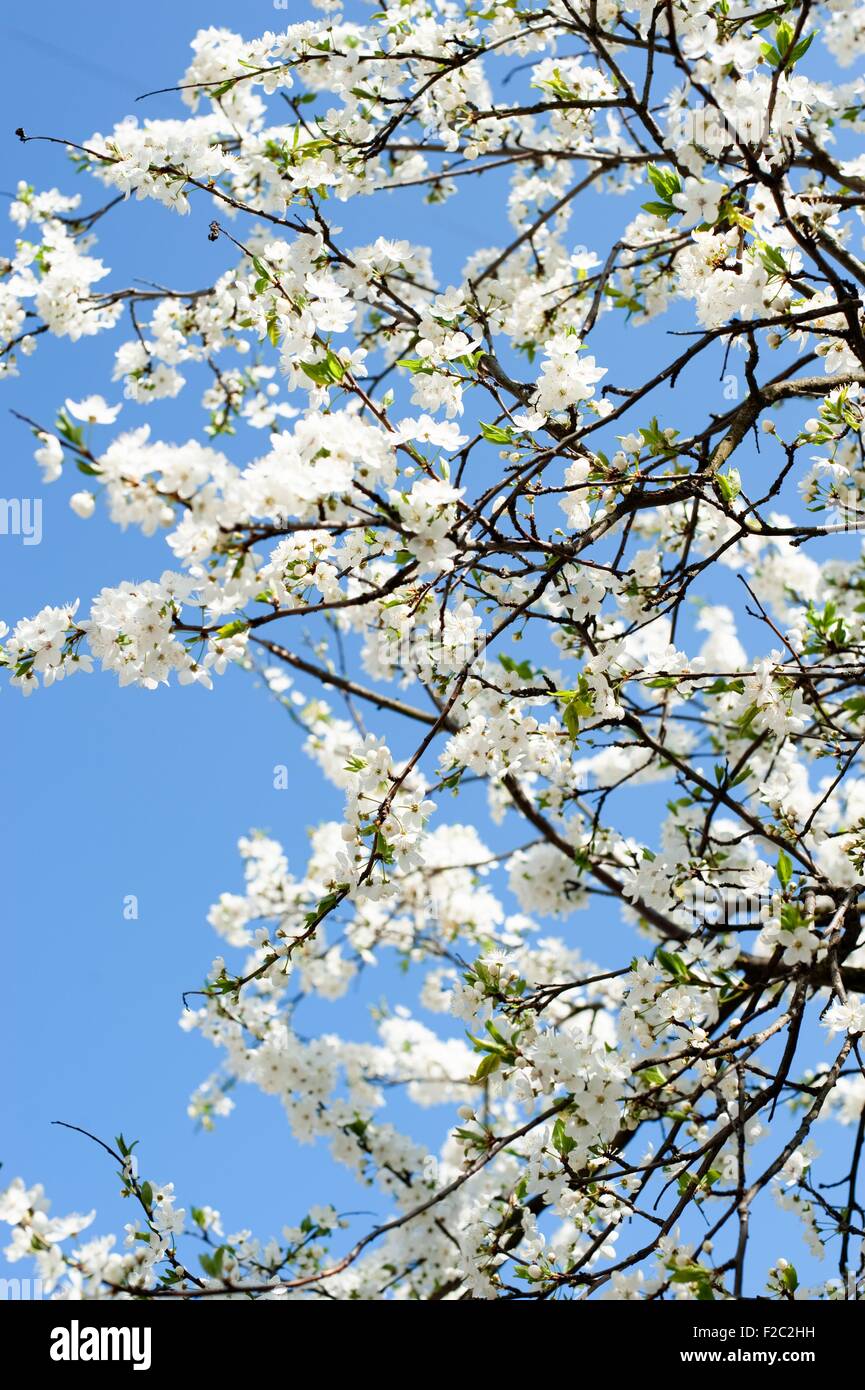 Beautiful spring tree flowers Stock Photo - Alamy