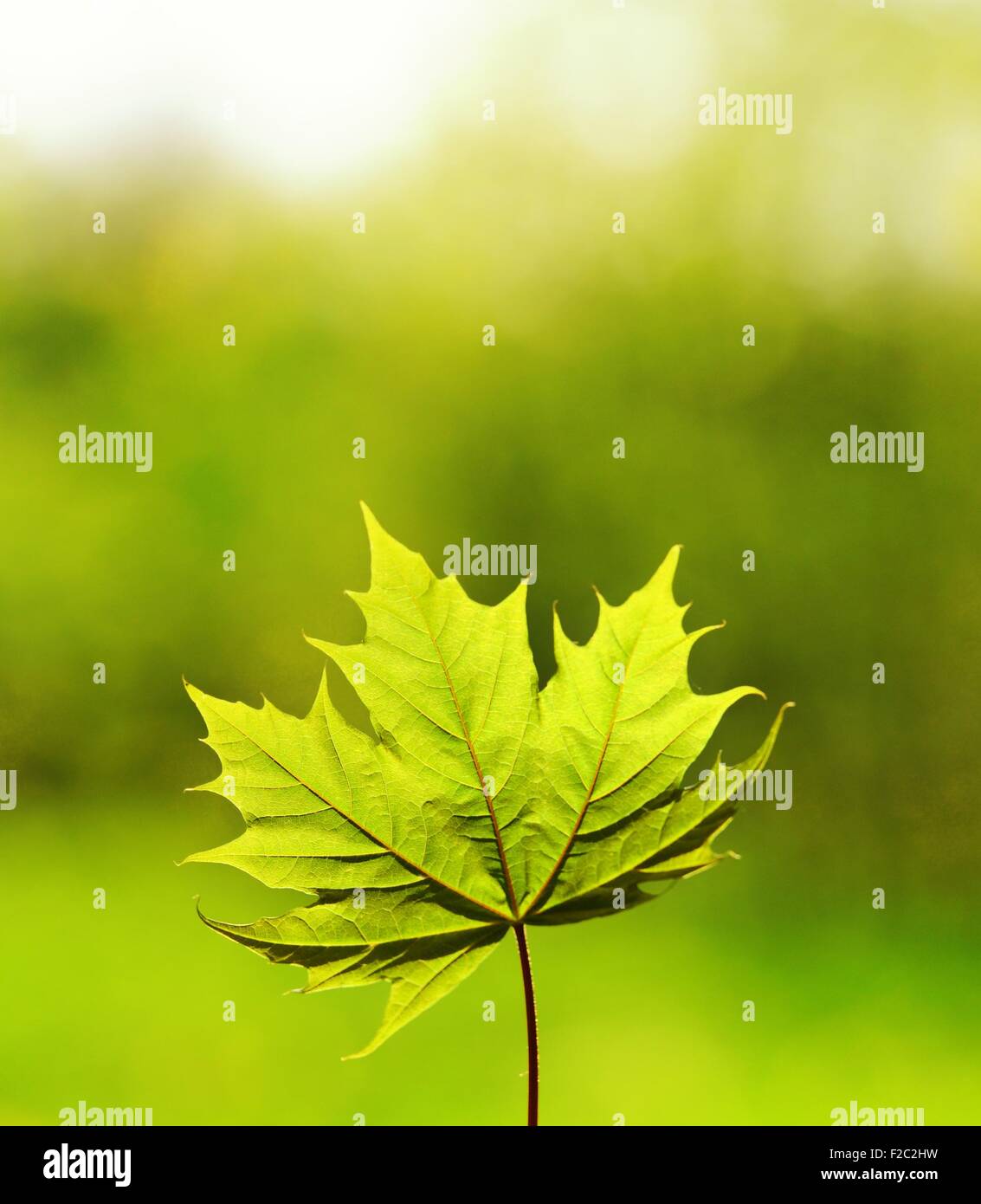 Picture of a green leave over abstract blurred background Stock Photo ...