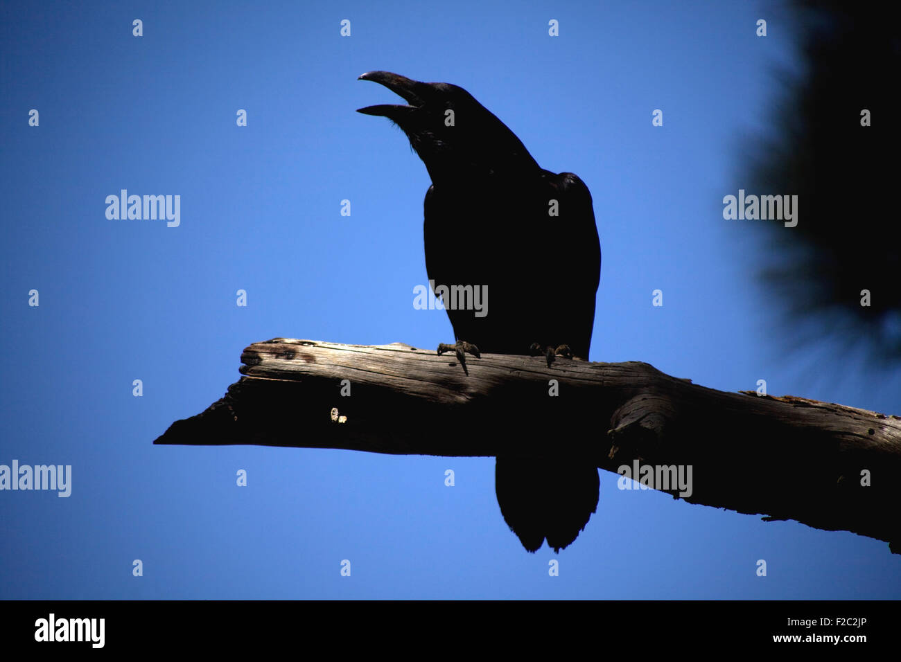 Raven at the National Park of Caldera de Taburiente, La Palma, Canary ...