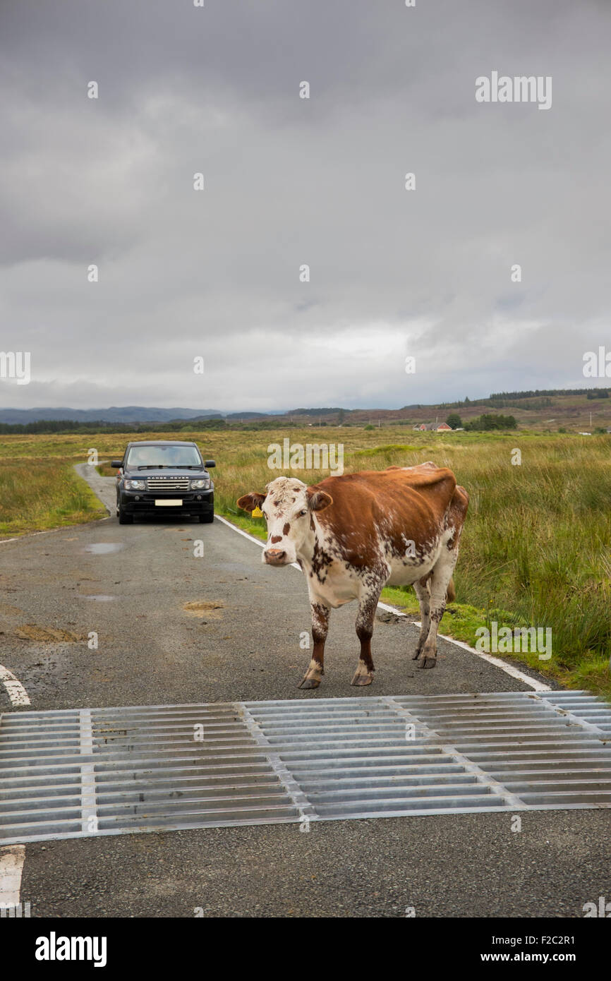 Car and cow at a cattle grid on a B-road Stock Photo - Alamy