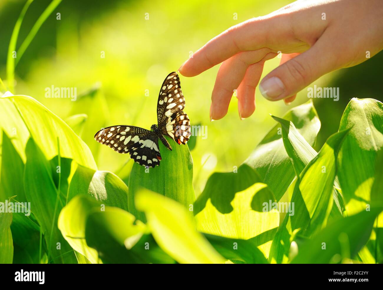 Small butterfly hand hi-res stock photography and images - Alamy