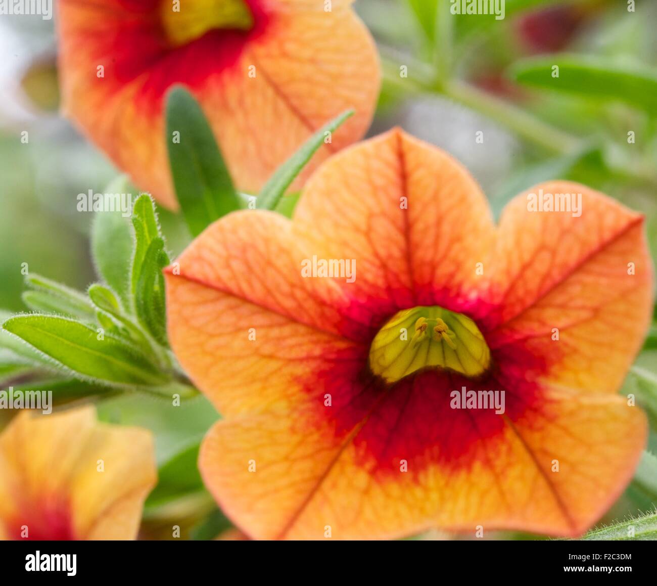 Beautiful orange flowers Stock Photo - Alamy