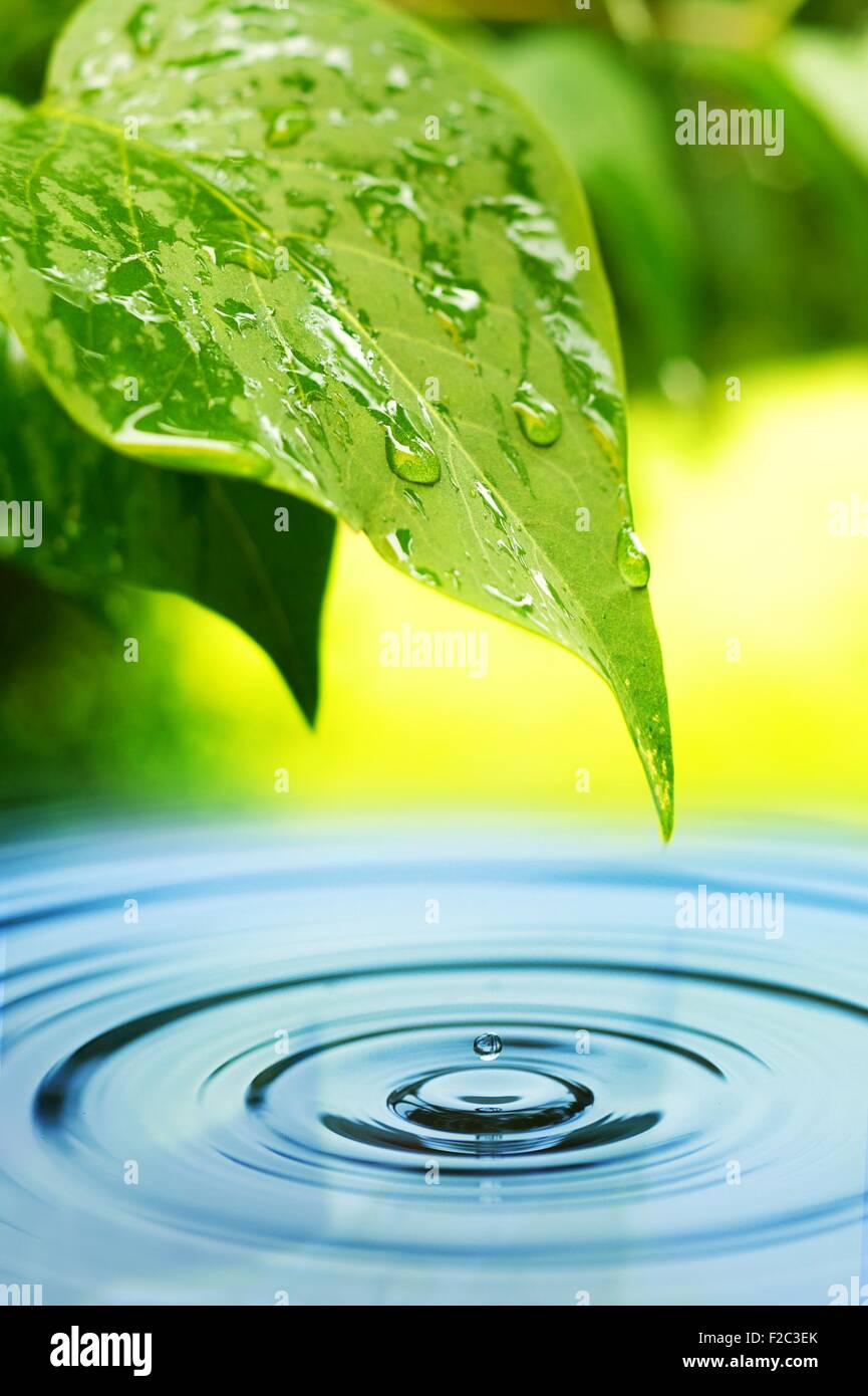 Fresh green leaves reflected in water Stock Photo - Alamy