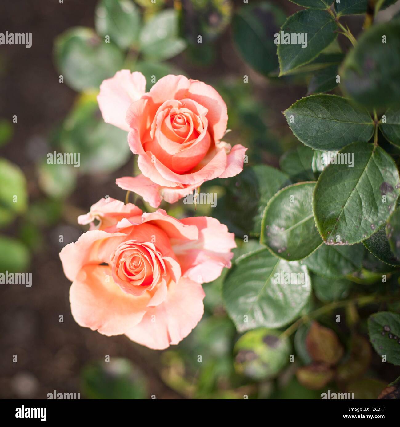 Peach coloured roses Stock Photo - Alamy