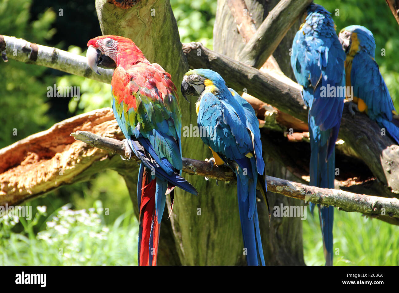 parrots on a dead tree Stock Photo - Alamy