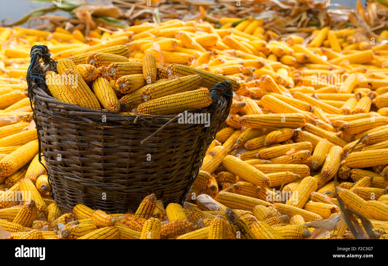 Harvested corn in a basket Stock Photo - Alamy