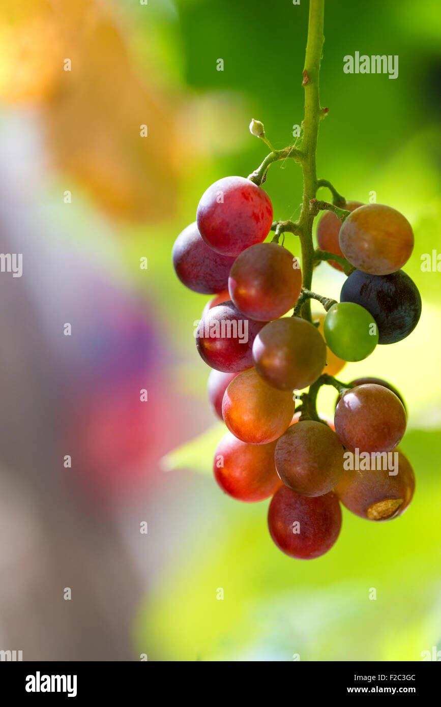 unripe grapes outside with green background Stock Photo - Alamy