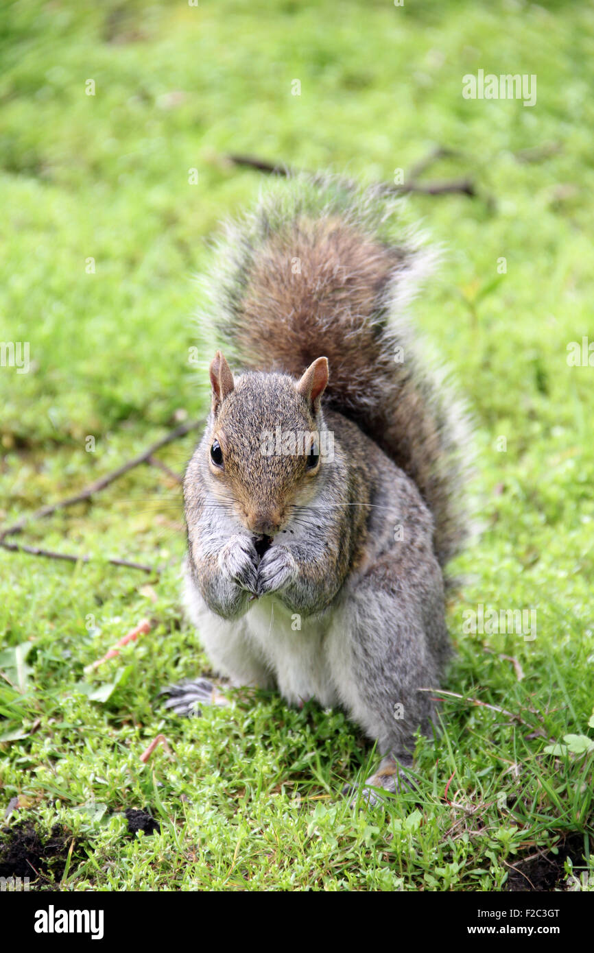 Wet Squirrel High Resolution Stock Photography and Images - Alamy