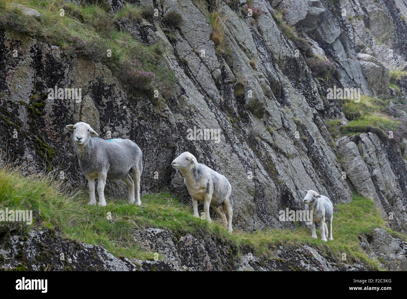 Three Herdwick sheep on the Lakeland fells Stock Photo - Alamy