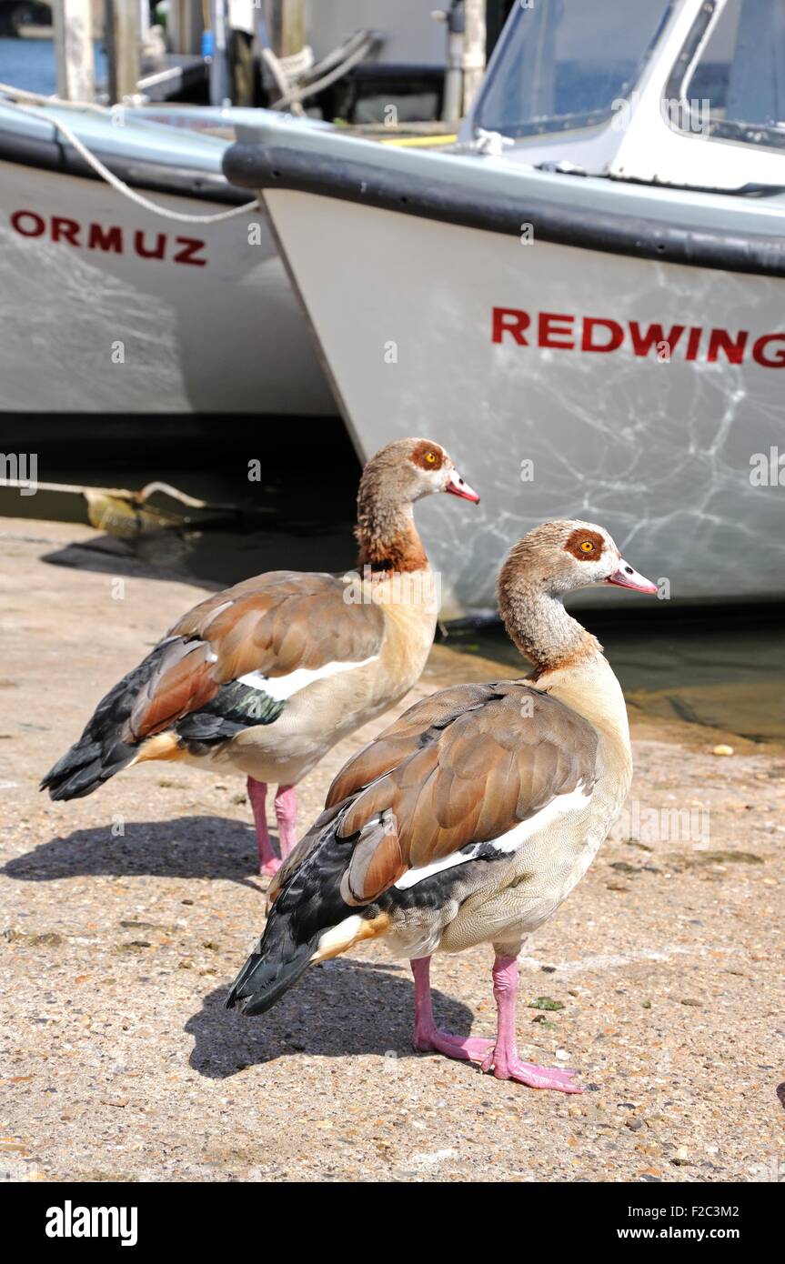 Thames wildlife hi-res stock photography and images - Alamy